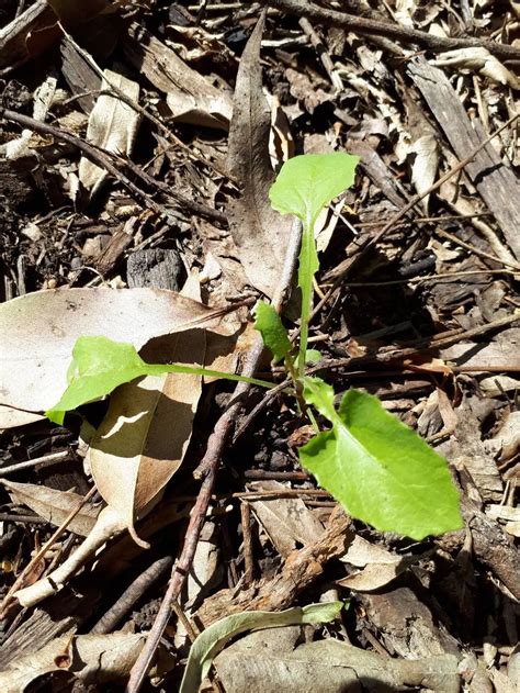 Fruit And Vegetables A Beginners Guide To Edible Weeds Sow Thistle Sonchus Spp Self