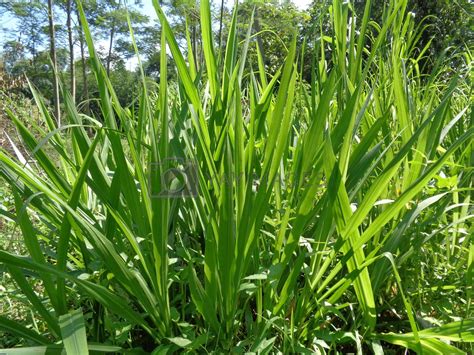 Close Up Pennisetum Purpureum Cenchrus Purpureus Schumach Napier Grass Elephant Grass Uganda