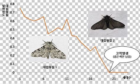 Paper Peppered Moth Pollinator Population Genetics Png Clipart Angle Art Diagram Evolution