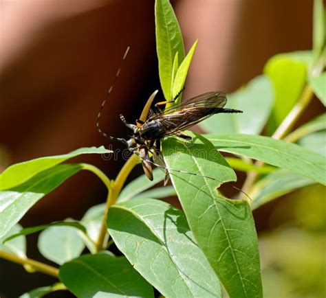 Assassin Fly Caught Beetle Stock Image Image Of Wildlife 32188843