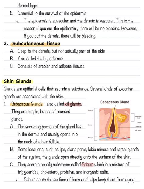 Integumentary System Skin Hair And Nails Integumentary System