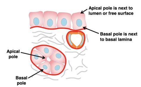 Epithelial Tissue Flashcards Quizlet