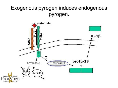 Ppt Protein Interactions The Inflammasome And Immunity Response