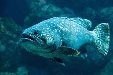 7 Amazing Fish With Big Lips With Pictures Wild Explained