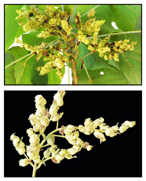 Binunga Macaranga Tanarius Philippine Alternative Medicine Herbal