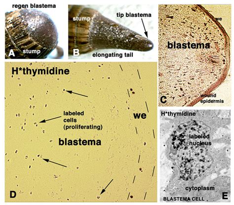 Tail Regeneration In Lizard Is Driven By Key Genes Of The Wnt Pathway