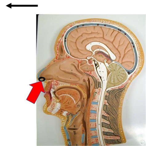 Ap2 Respiratory System Structure And Function Flashcards Quizlet
