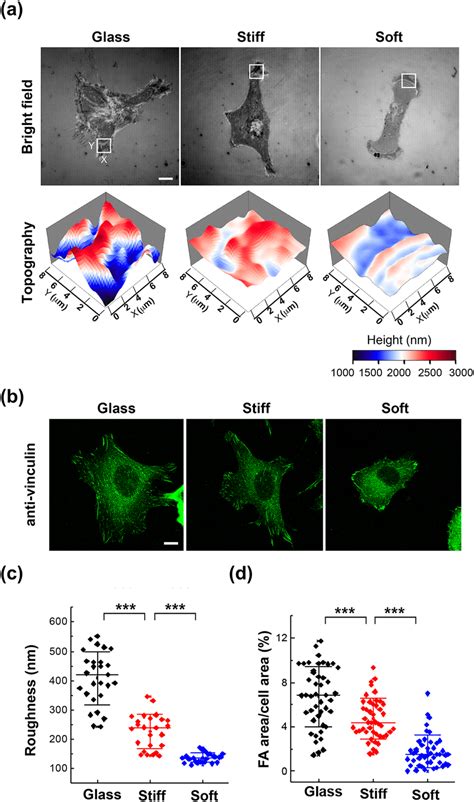 Membrane Roughness Is Sensitive To The Matrix Rigidity Cells Were Download Scientific Diagram