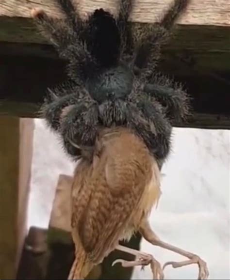 Spider Eating Bird Rnatureismetal