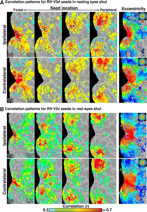Visual Cortex Fmri