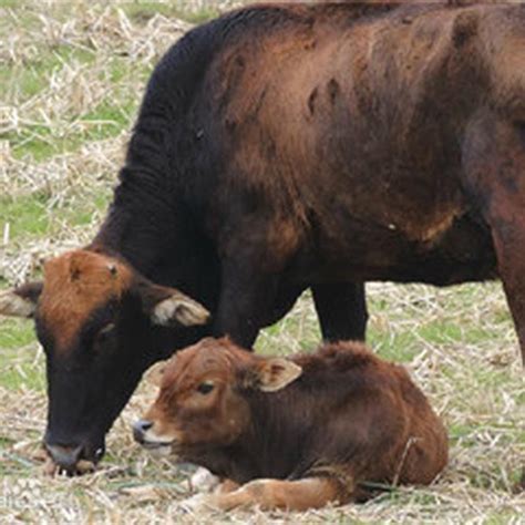 牛胞衣的功效与作用牛胞衣的副作用 药效 用法 图片 39药品通