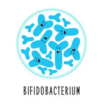 Probiotic Bifidobacterium บิฟิโดแบคทีเรียม