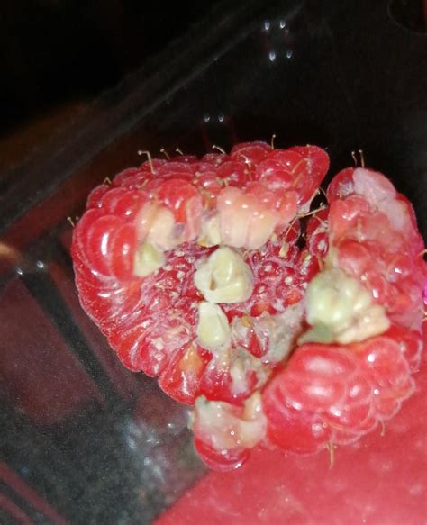 What Are These White Spots On My Raspberry R Tipofmyfork