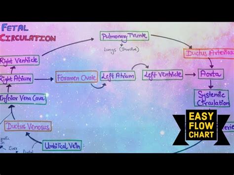 Fetal Circulation Flow Chart
