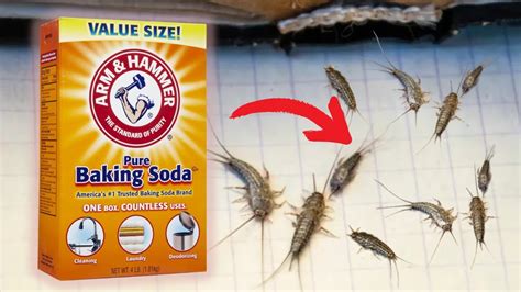 7 Surprising Ways To Get Rid Of Fish Moths Silverfish Fast