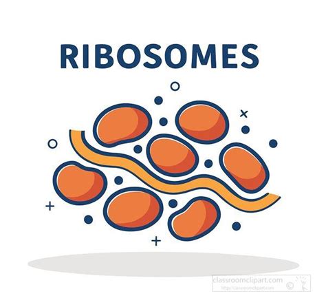 Anatomy Clipart Ribosomes Cell Structure Educational Illustration