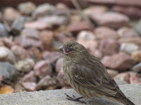 House Finch Eye Disease Aka Mycoplasmal Avian Conjunctivitis