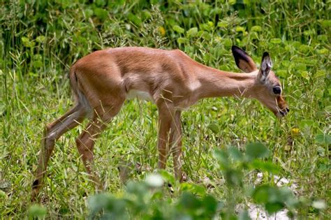 Premium Photo Fawn In Grass
