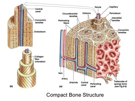 Osteon Diagram Quizlet