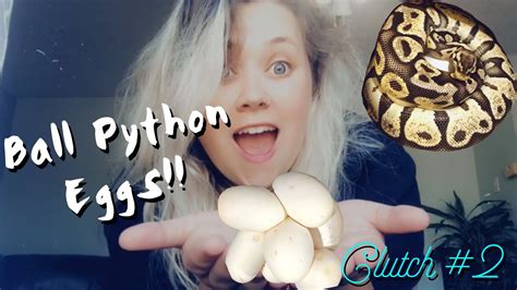 Putting Away Ball Python Eggs Youtube