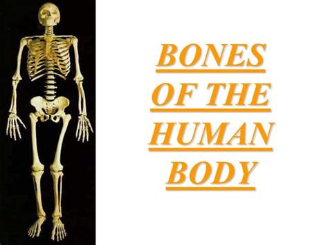 Bones Ppt