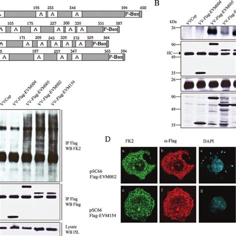 Ectromelia Virus Encodes Four Ankyrin Repeatf Box Proteins A Alignx