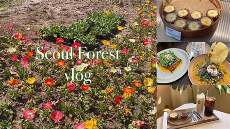 Vlog 벚꽃 피기 직전 서울숲 산책and카페투어 브이로그 메종 파이프그라운드 웨이크앤베이크 성수 서울숲카페 Youtube