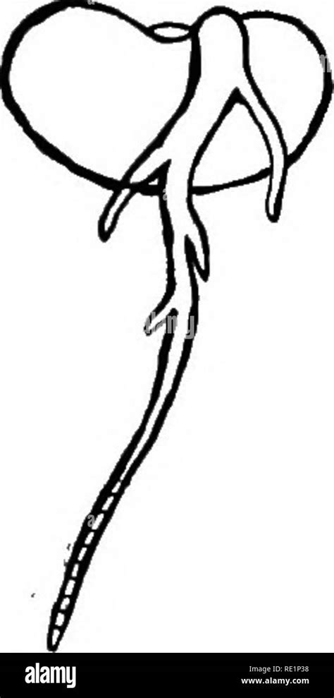 Root Tip And Root Cap Cells Cut Out Stock Images And Pictures Alamy