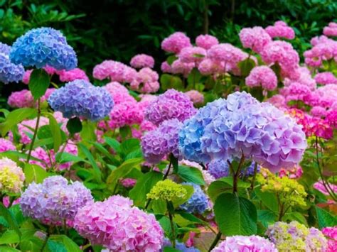 Do Hydrangeas Attract Bees Butterflies Ants And Bugs