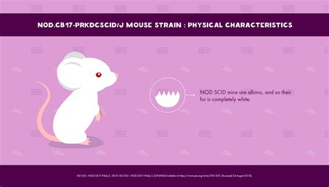 Nsg Mouse Strain Characteristics Maze Engineers