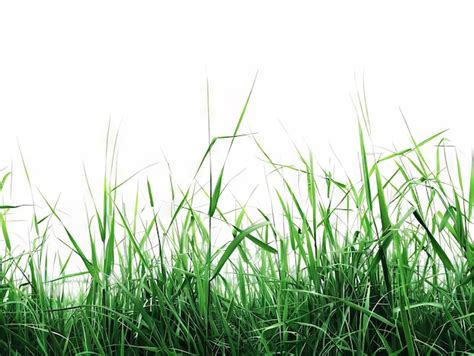 Premium Photo Green Grass On A White Background