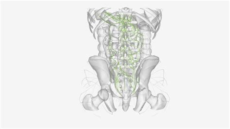 Premium Photo Lymphatics Of Abdomen And Pelvis