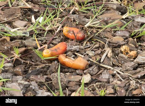 Strange Orange Fruit On The Ground With Bark Chips And Grass Stock