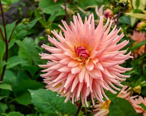 9 Most Prolific Dahlia Varieties For Color All Season Long Gardening