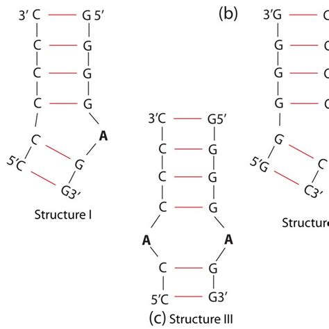 A Typical Hydration Sheath Around Rnawater Molecule Is Represented By