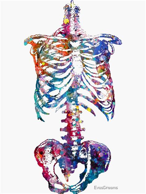 Torso Skeleton Sticker For Sale By Evasdreams Skeleton Sticker