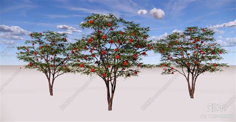 杨梅树su模型下载【id1124400057】知末su模型网