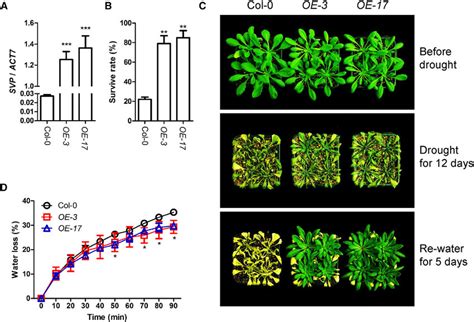 Drought Resistant Phenotype Of Svp Overexpression Plants A The Download Scientific Diagram
