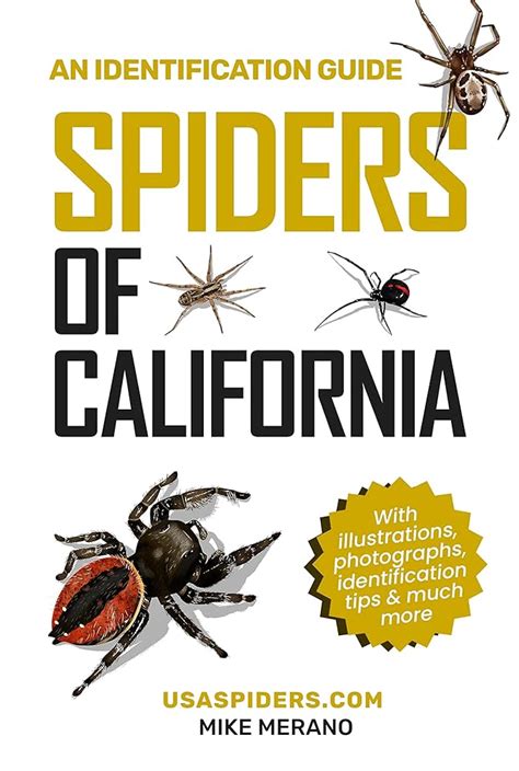 Spider Identification Chart California Pictures