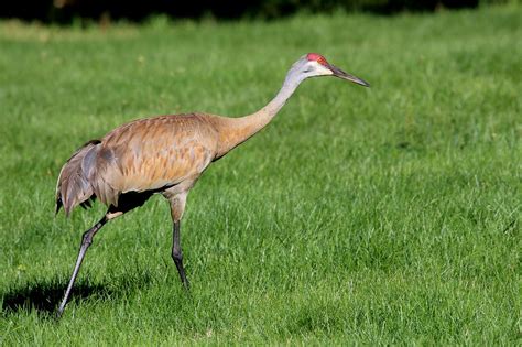 1 000 Free Crane Bird And Bird Images Pixabay