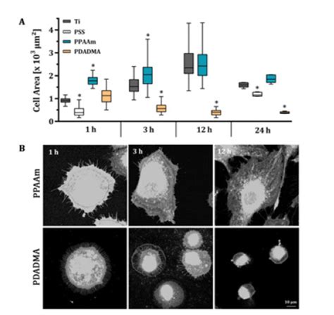 Cell Material Interaction Spreading Course Correlates With Surface Charge