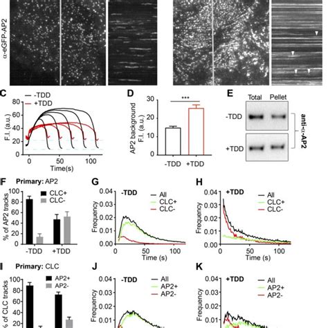 Overview Of Ap2 And Clathrin Structures A Schematic Representation