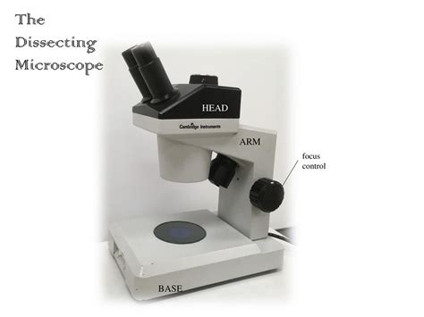 Dissecting Microscope Diagram