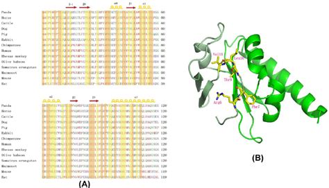 Features Of The N Terminal Extension A Sequence Alignment Of Filia N Download Scientific