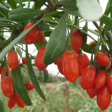 新货头茬宁夏枸杞特优级大粒中宁苟杞子宁夏枸杞子 500g 虎窝淘