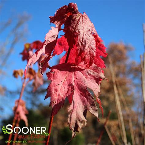 Firefall Maple Sooner Plant Farm