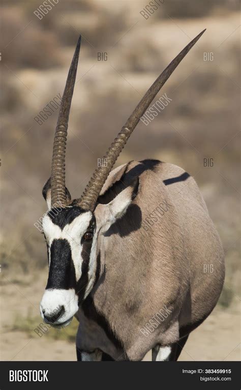 Gemsbok Horn