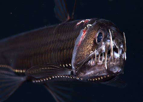 Viperfish Life In Water Wiki Fandom