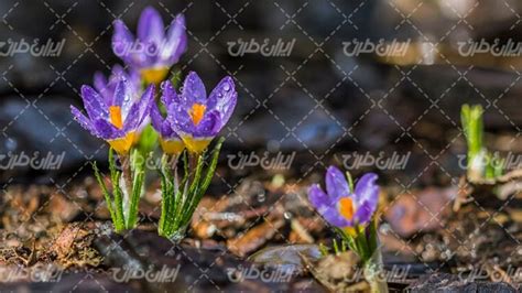 تصویر با کیفیت گل زیبا همراه با گل طبیعی و گلبرگ گل یاسی ایران طرح