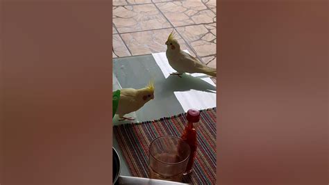 Priquito Na Mesa Calopsita Youtube